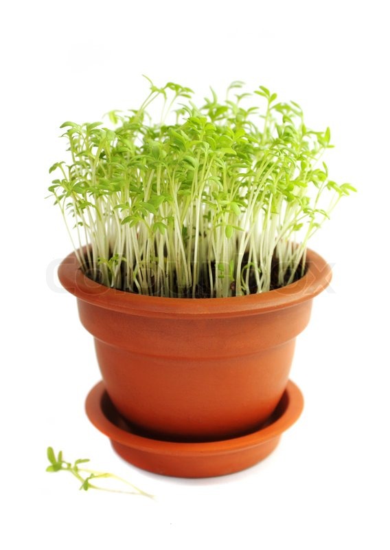 Cress in ceramic pot | Stock image | Colourbox