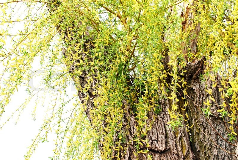 Weidenbaum | Stock Bild | Colourbox