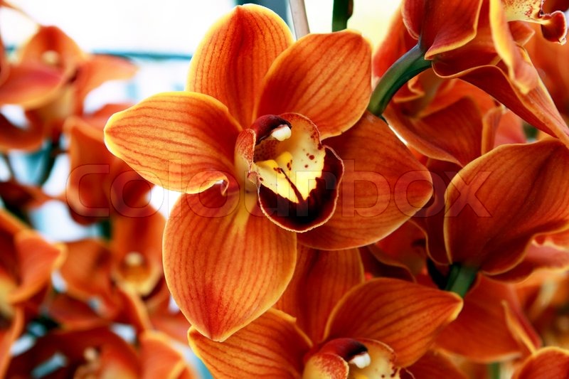 Orange Orchids