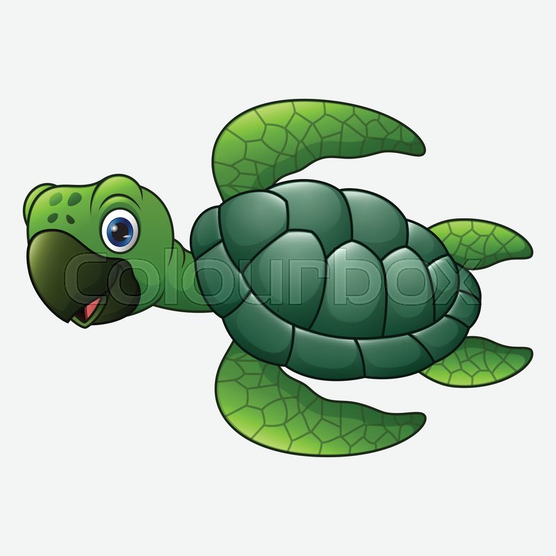 Cute Turtle White Background