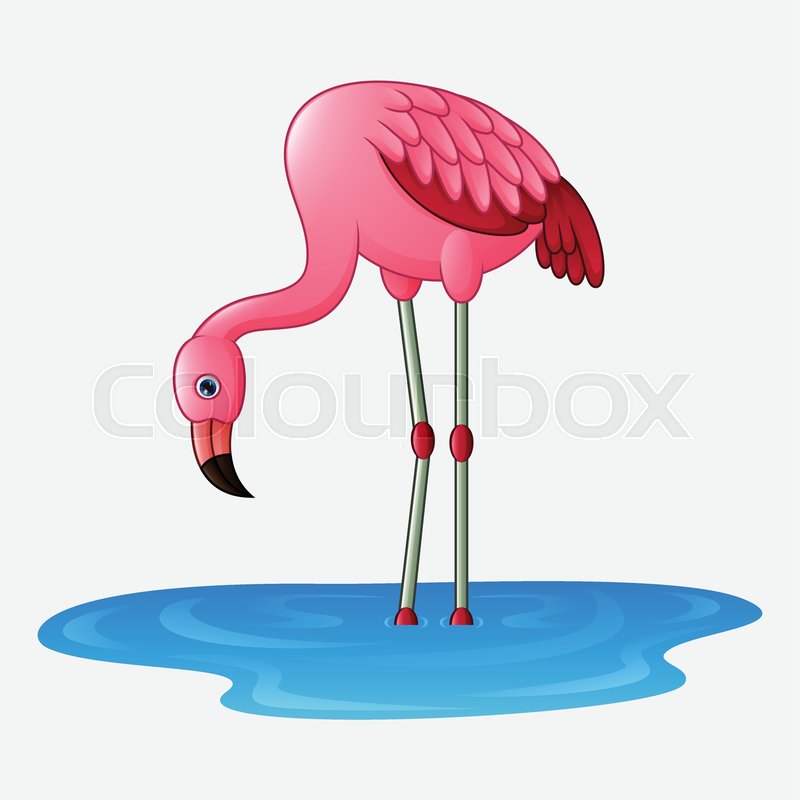 Illustration of Cartoon flamingo on ... | Stock vector | Colourbox