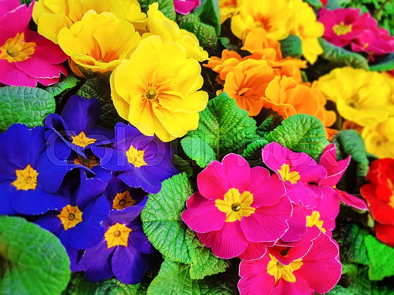 Blooming multi-colored pansy flowers in ... | Stock image | Colourbox