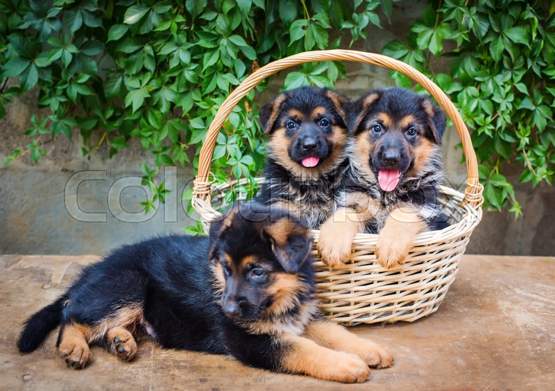 Lovely little German Shepherd puppies ... | Stock image | Colourbox