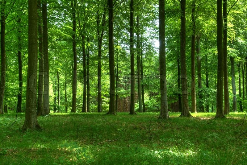 Bøgetræer | Stock foto | Colourbox
