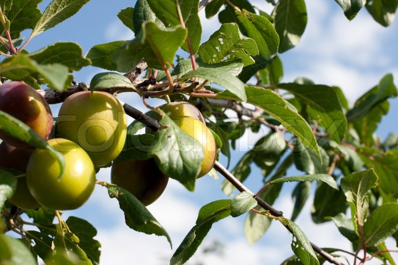 Grüne Pflaume | Stock Bild | Colourbox