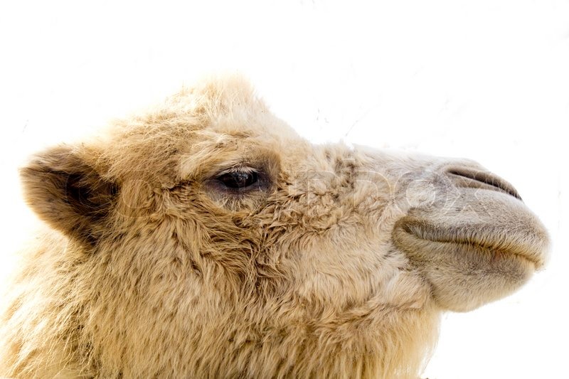 Kamel closeup portræt | Stock foto | Colourbox