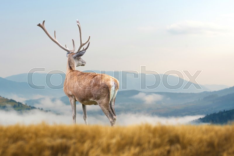 Deer on mountain background in summer ... | Stock image | Colourbox