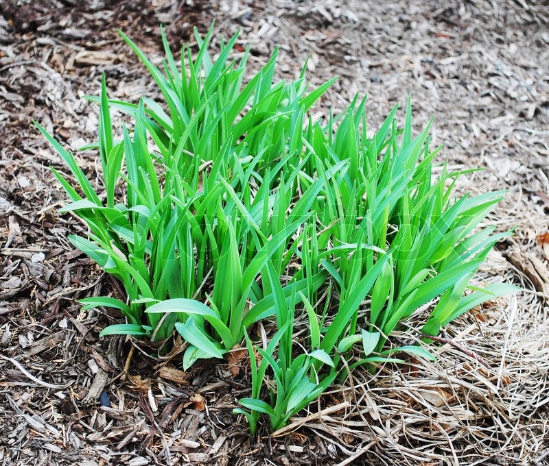 Green grass | Stock image | Colourbox
