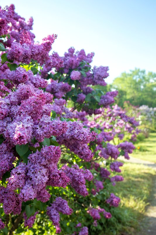Lilac garden with old large lilac ... | Stock image | Colourbox