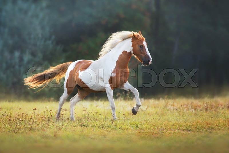 Red Pinto Horse