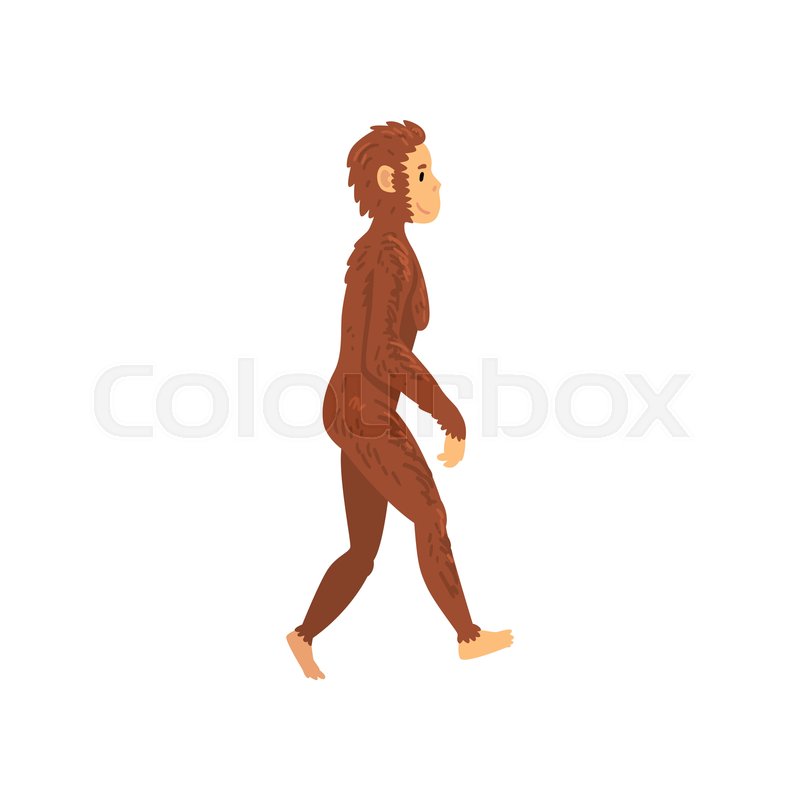 Female Homo Erectus, Biology Human ... | Stock vector | Colourbox