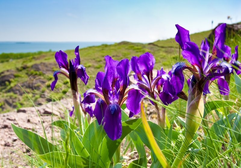 Iris Grown In With Rocks