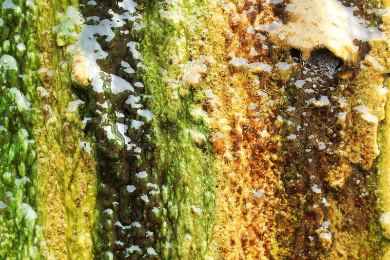 Algae growing on a wall by completely ... | Stock image | Colourbox