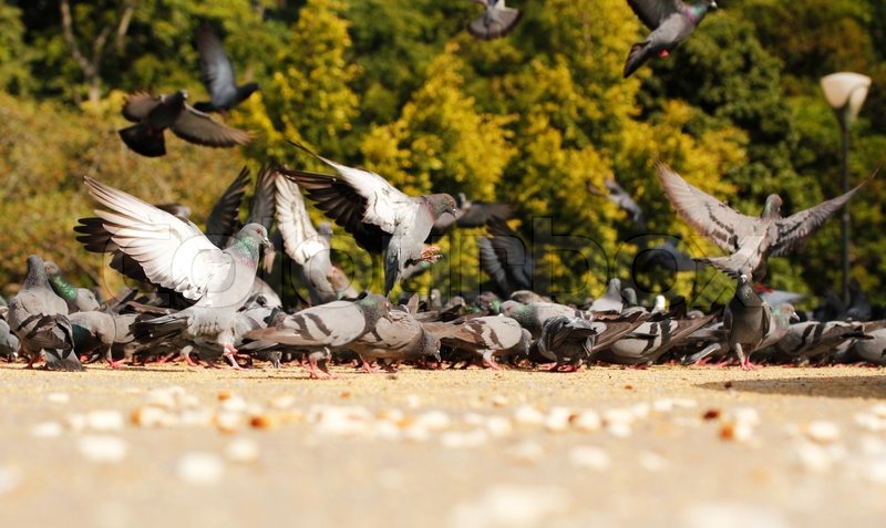 Many pigeons in a park feeding on ... | Stock image | Colourbox