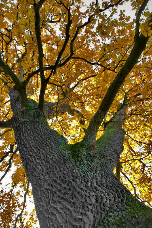 Big Oak Tree Trunk