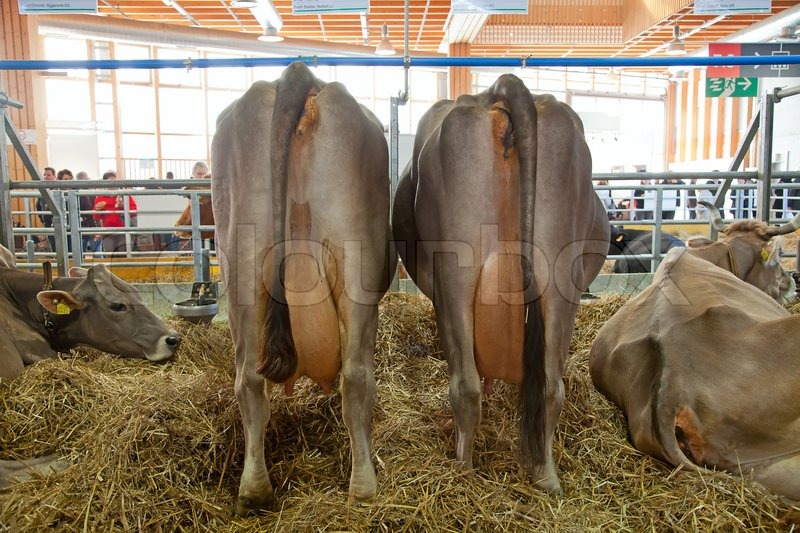 Swiss cow farm | Stock image | Colourbox