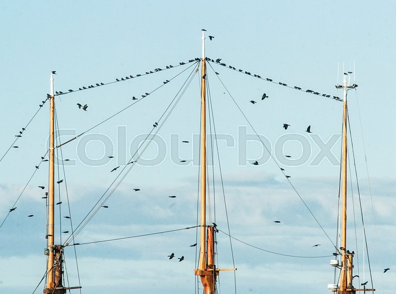 Birds on ship master. | Stock image | Colourbox