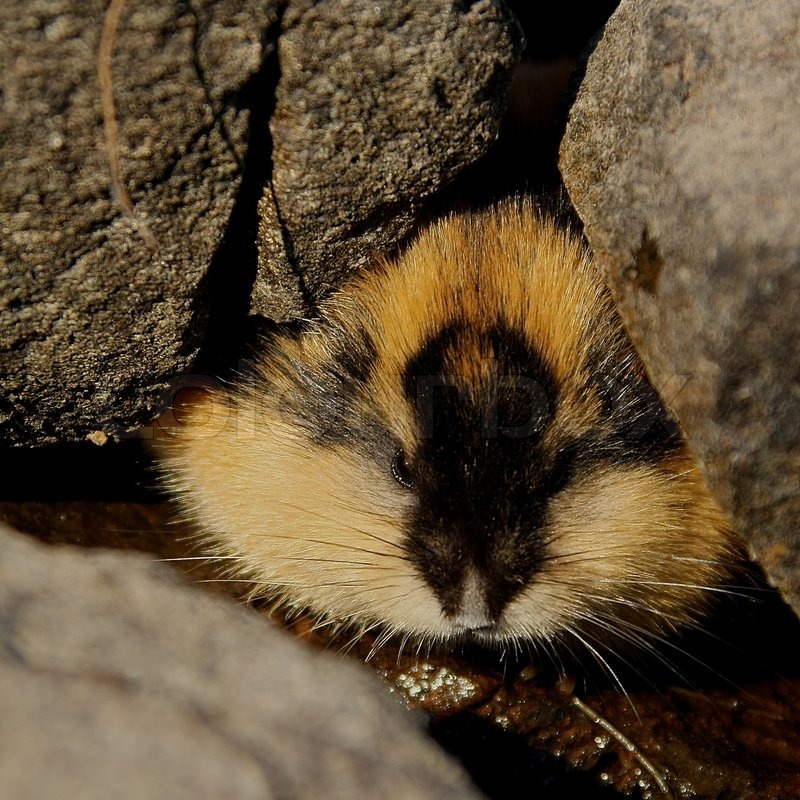 Norway lemming - a tough little fellow | Stock image | Colourbox