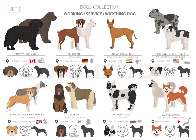 Working, service and watching dogs ... | Stock vector | Colourbox