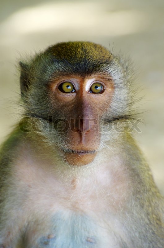 Monkey | Stock image | Colourbox
