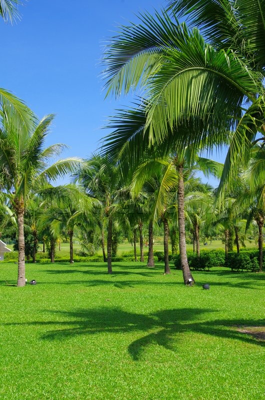 Palme | Stock Bild | Colourbox