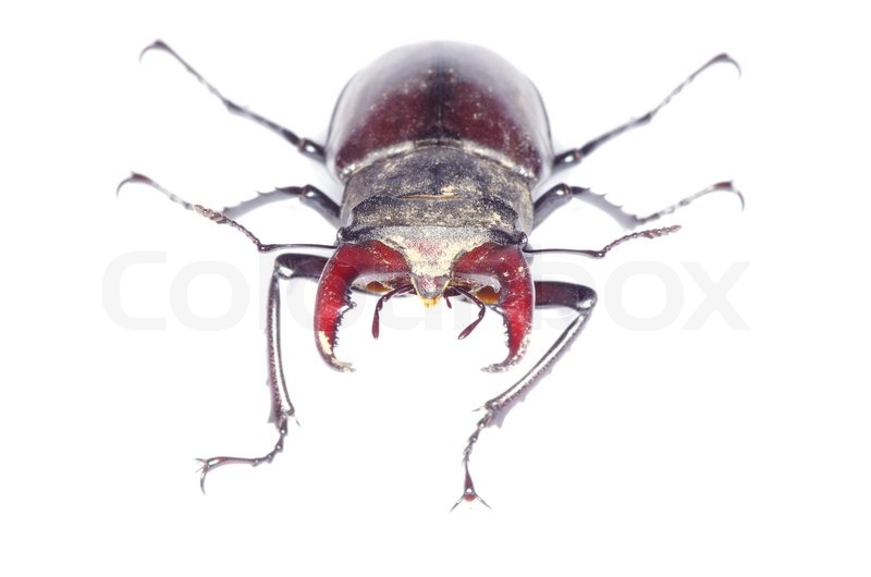 Käfer | Stock Bild | Colourbox