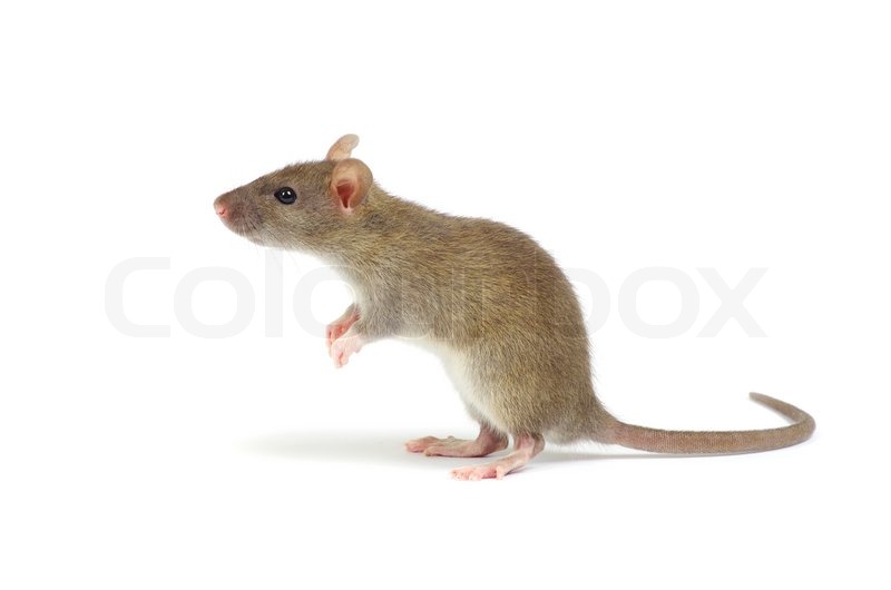 Rotte | Stock foto | Colourbox
