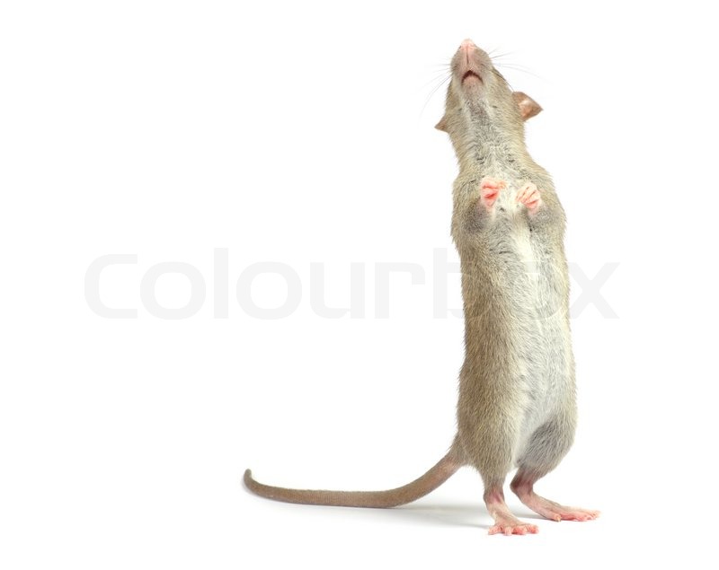 Ratte | Stock Bild | Colourbox
