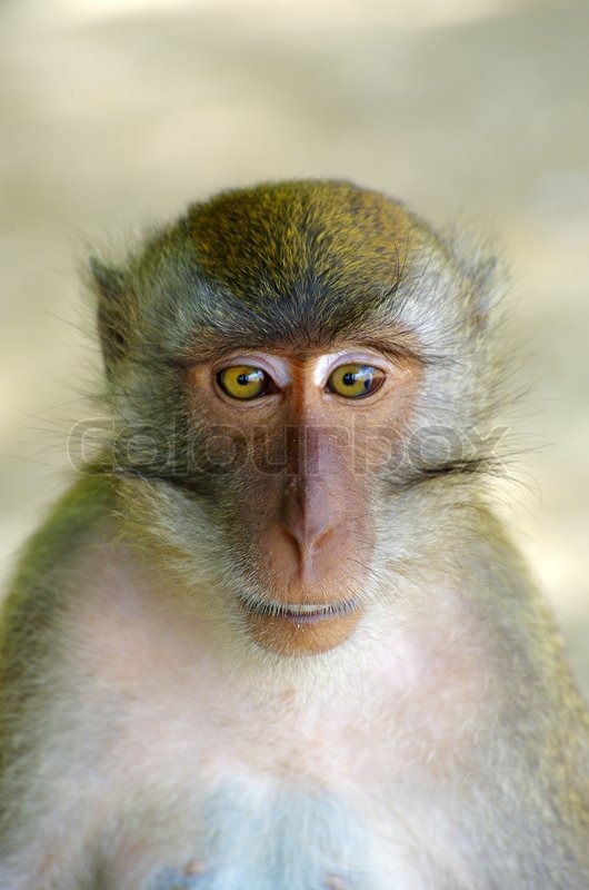 Monkey | Stock image | Colourbox