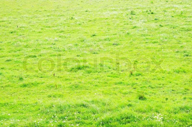 Grüne Gras | Stock Bild | Colourbox