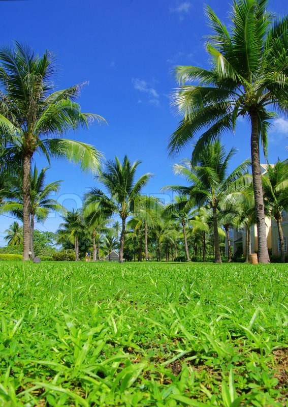 Palme | Stock Bild | Colourbox