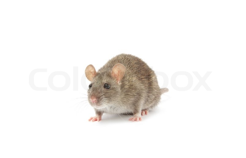 Ratte | Stock Bild | Colourbox