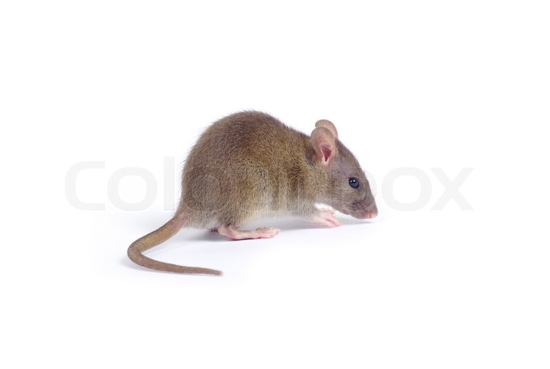 Ratte | Stock Bild | Colourbox