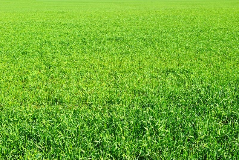 Grüne Gras | Stock Bild | Colourbox