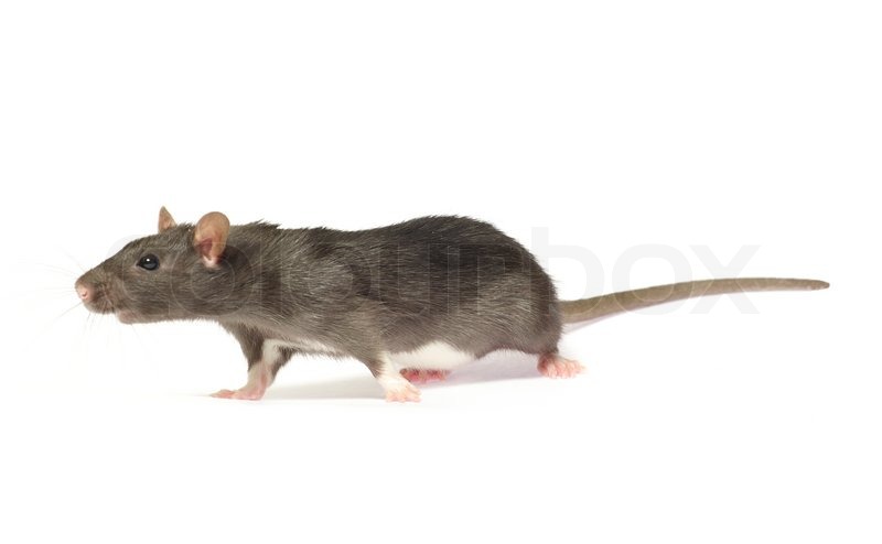 Rat | Stock image | Colourbox