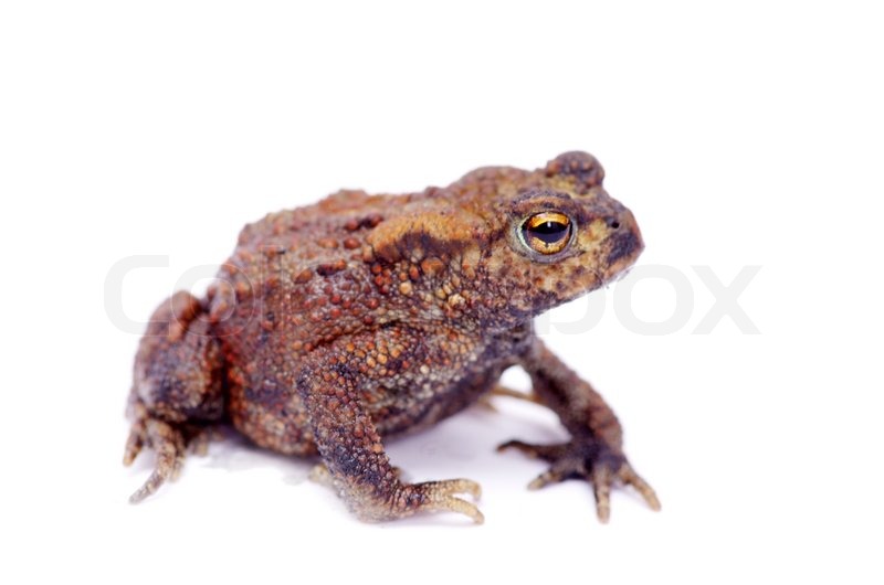 Frosch | Stock Bild | Colourbox