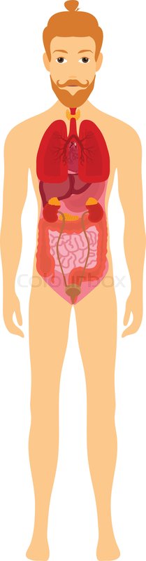 Internal Organs Of The Male Body