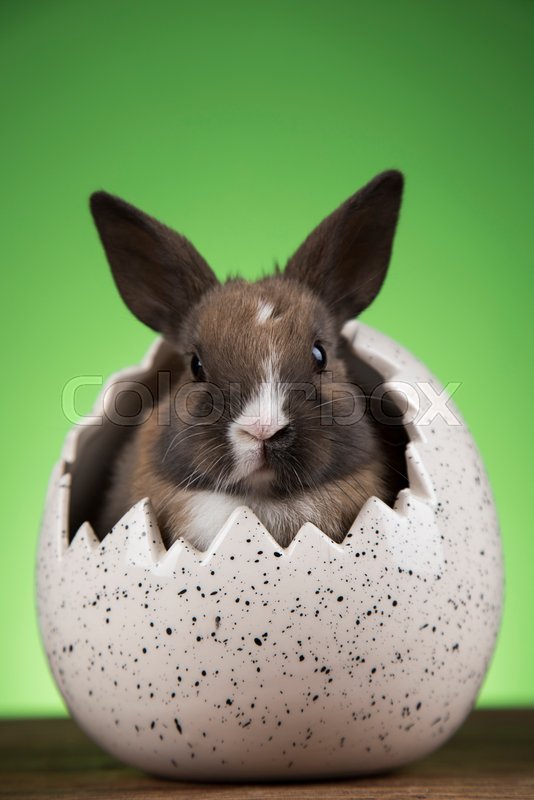 Easter Egg And Bunny Background