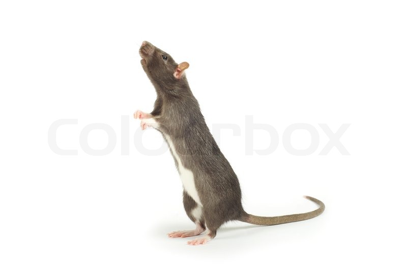 Ratte | Stock Bild | Colourbox