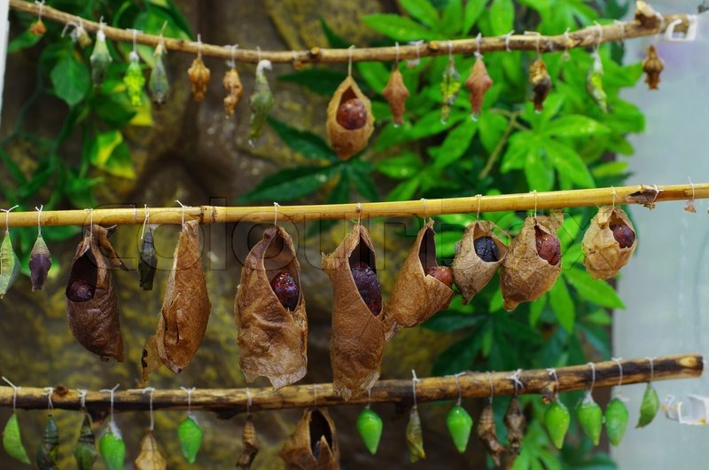 Butterflies from cocoons | Stock image | Colourbox