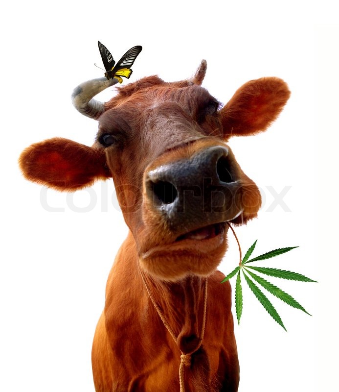 Cow Weed Plant