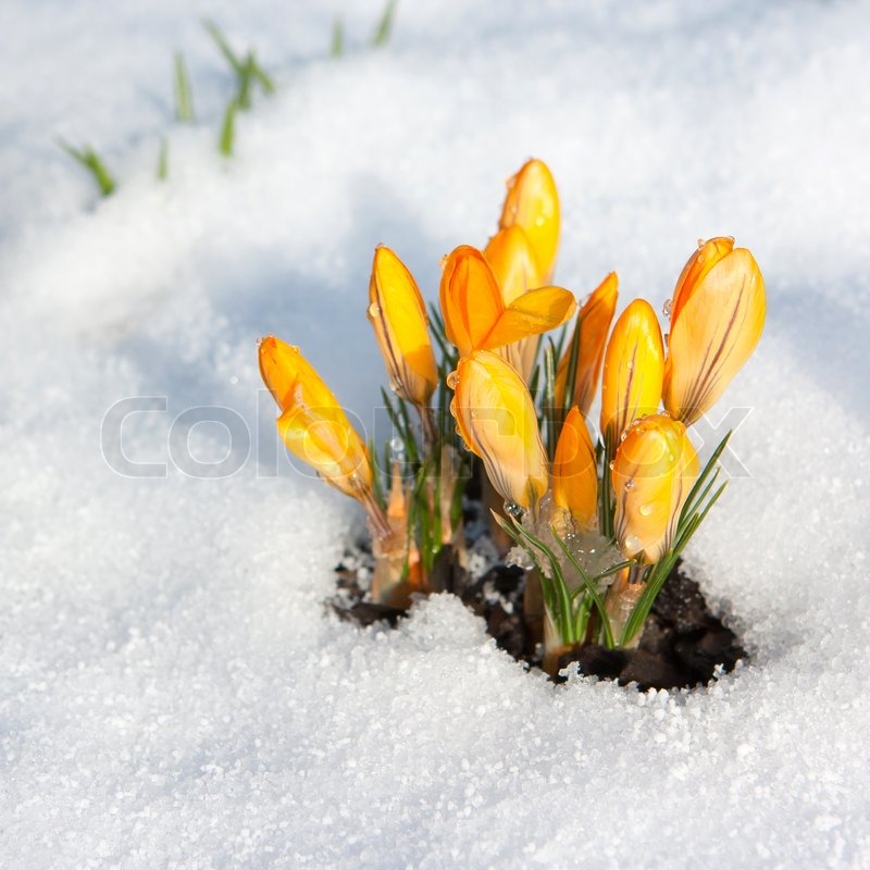 Gelber Krokus Crocus flavus im Schnee | Stock Bild | Colourbox