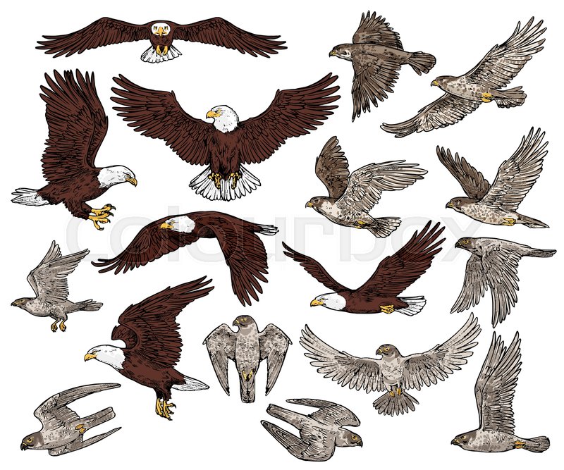 Predatory birds of prey vector sketch ... | Stock vector | Colourbox