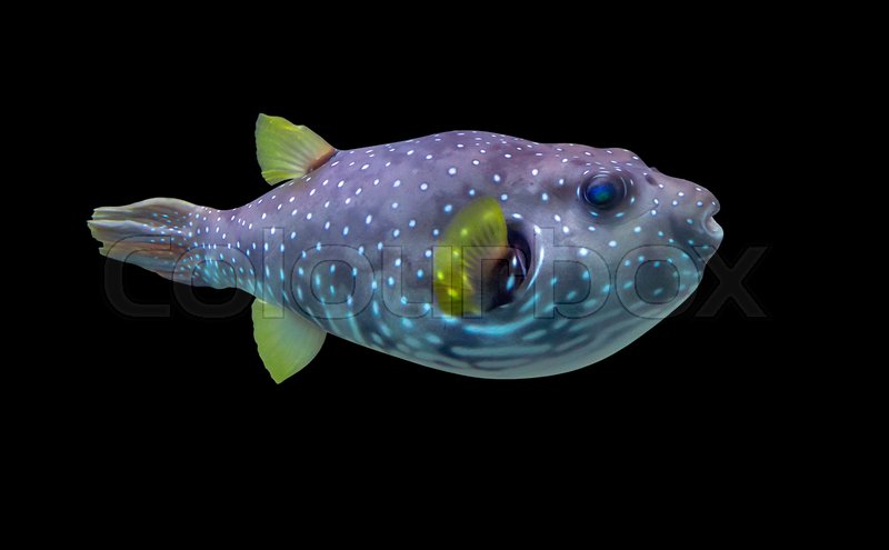Colorful dotted pufferfish in black ... | Stock image | Colourbox