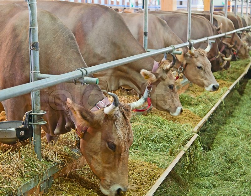 Swiss cow farm | Stock image | Colourbox