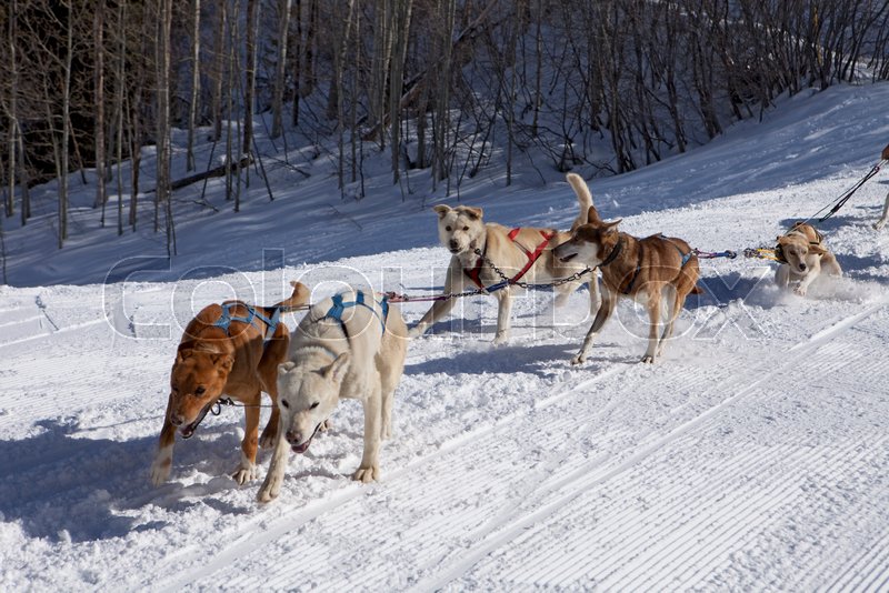 A team of sled dogs in their very first ... | Stock image | Colourbox