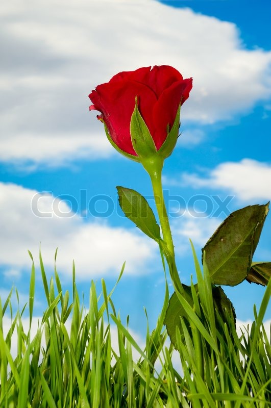 Red rose and clouds | Stock image | Colourbox