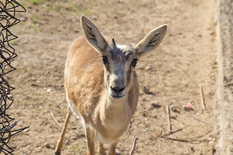 Portrait of an antelope | Stock image | Colourbox