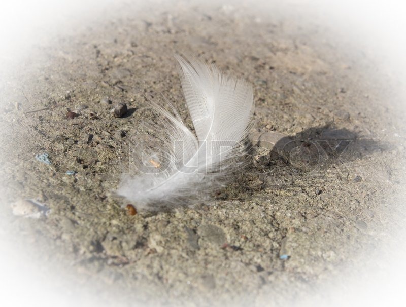 White feather on the ground | Stock image | Colourbox