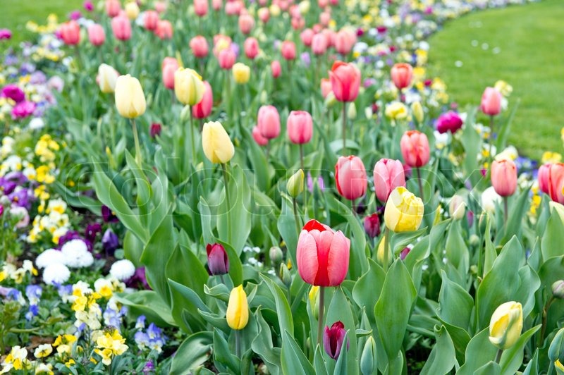 Assorted colorful tulips on flowerbed | Stock image | Colourbox